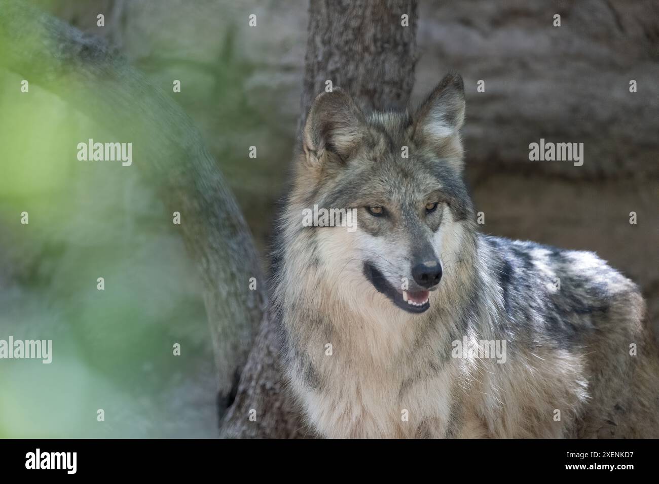 Sonora Desert Museum near Tucson. Captive Mexican gray wolf gives the ...
