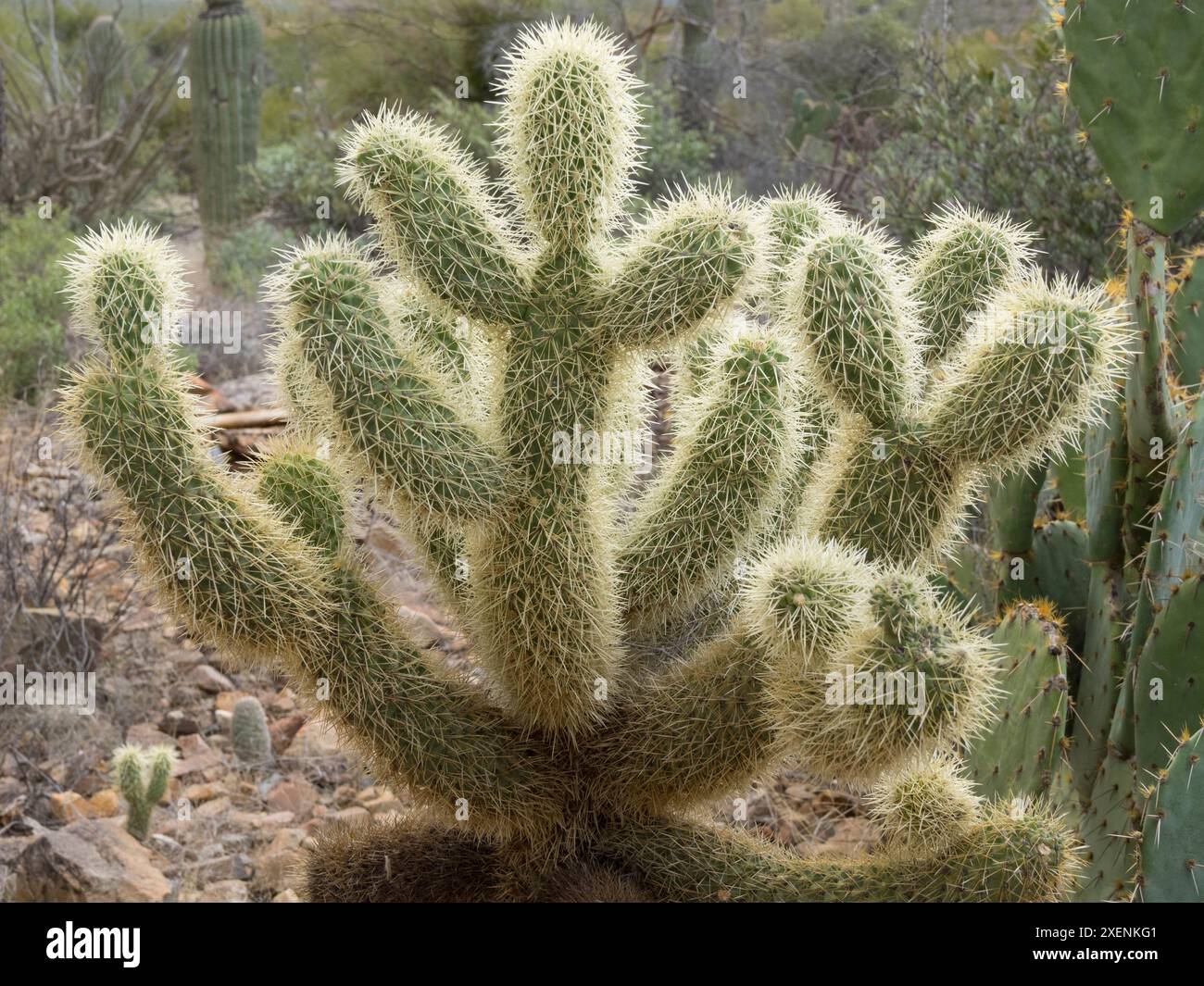 Arizona, Tucson, Arizona-Sonora Desert Museum. Jumping cholla cactus ...