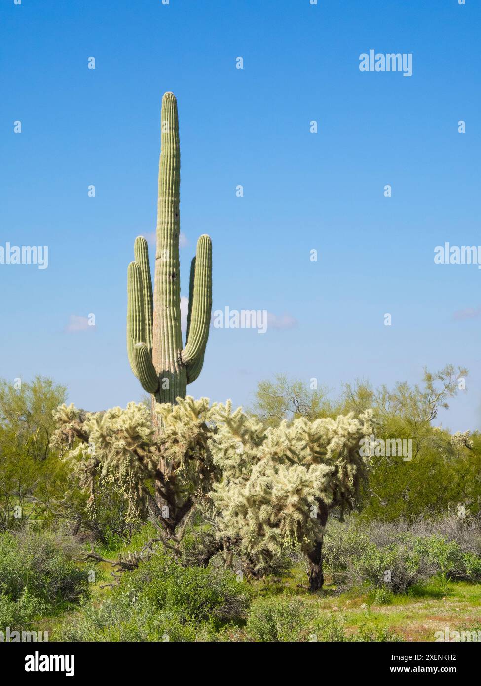 Arizona, Sonoran Desert, Tonto National Forest. Saguaro cactus and ...