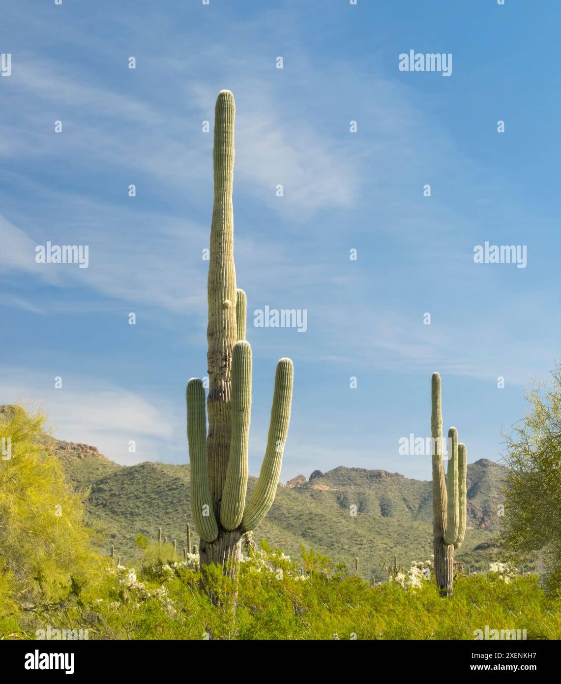 Arizona, Sonoran Desert, Tonto National Forest. Multi-armed saguaro ...
