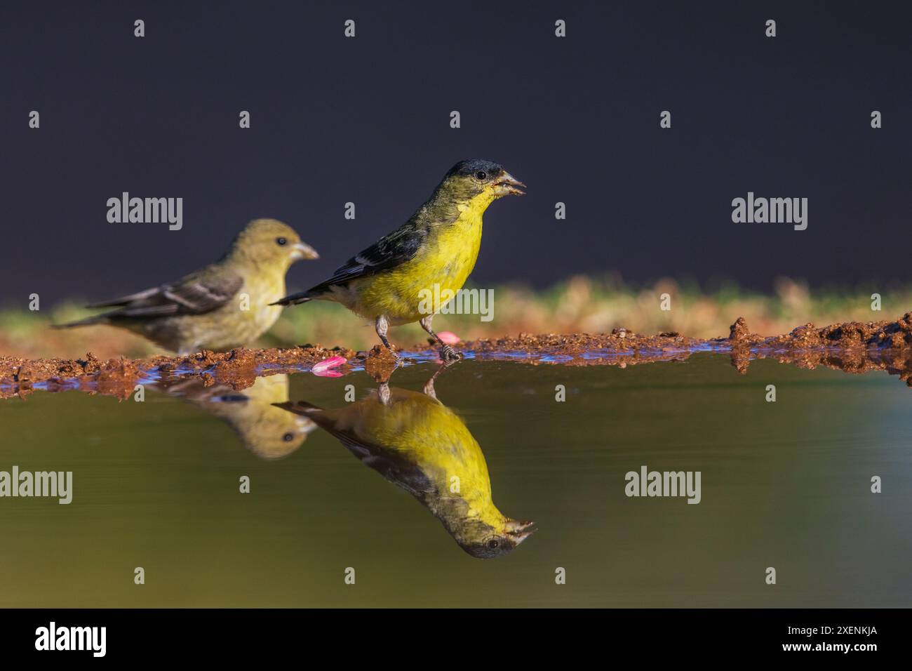 Lesser goldfinch pair getting a drink, USA, Arizona Stock Photo - Alamy