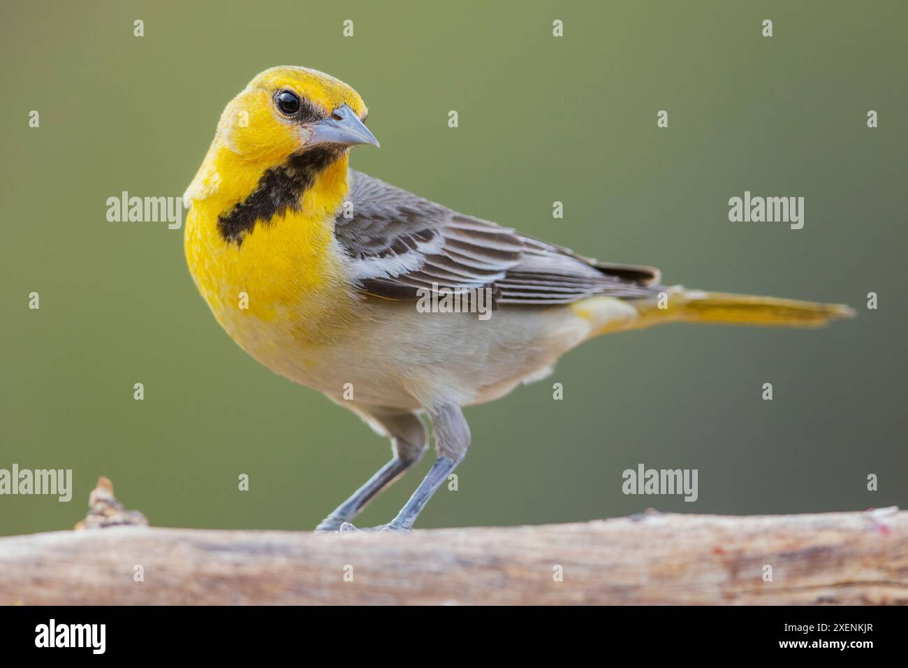 Female Scott's oriole, USA, Arizona Stock Photo - Alamy