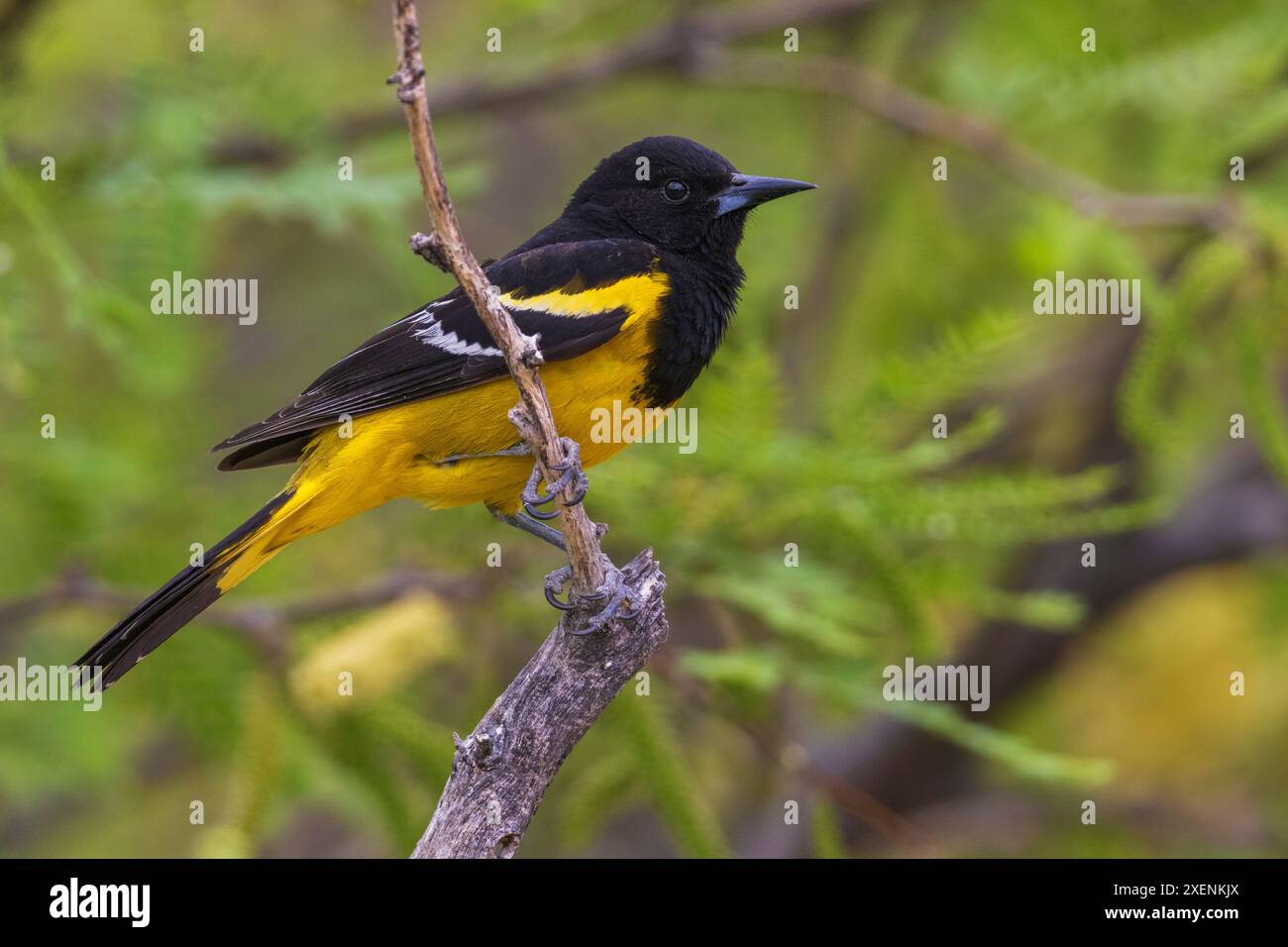 Male Scott's oriole, USA, Arizona Stock Photo - Alamy