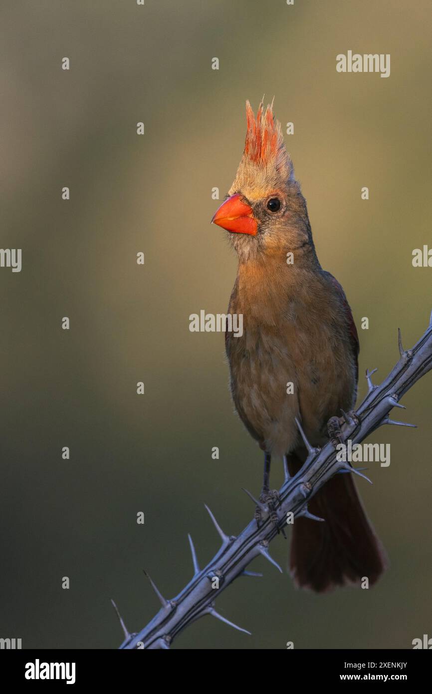 Northern cardinal female in the spotlight, USA, Arizona Stock Photo - Alamy