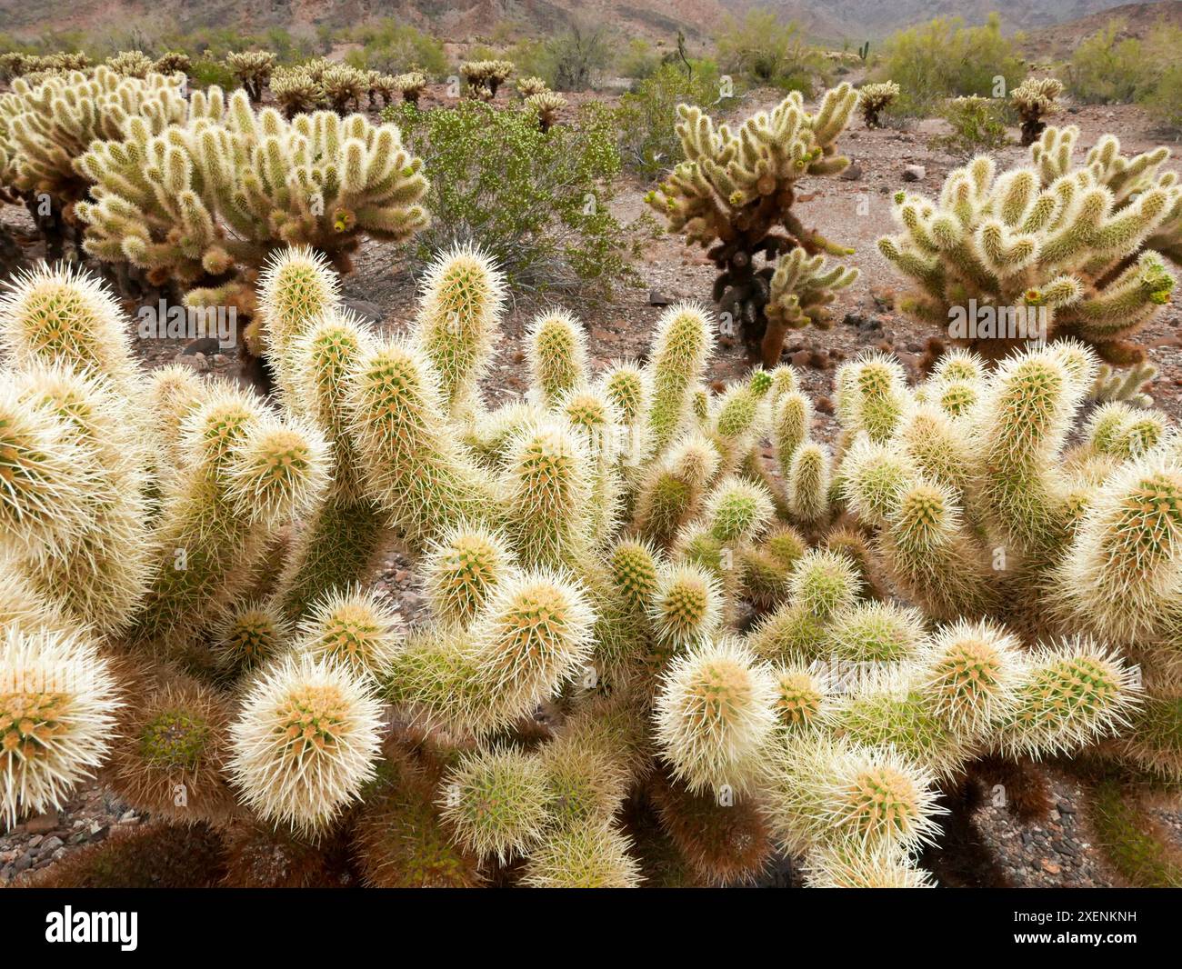 Teddy bear cholla cactus in desert near Phoenix, Arizona Stock Photo ...