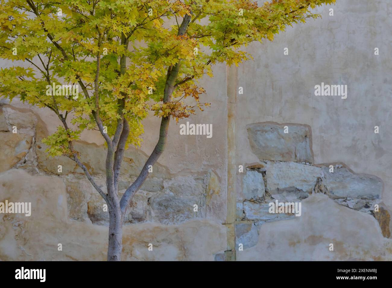 USA, California, Carmel. Inside the grounds at the Carmel Mission ...