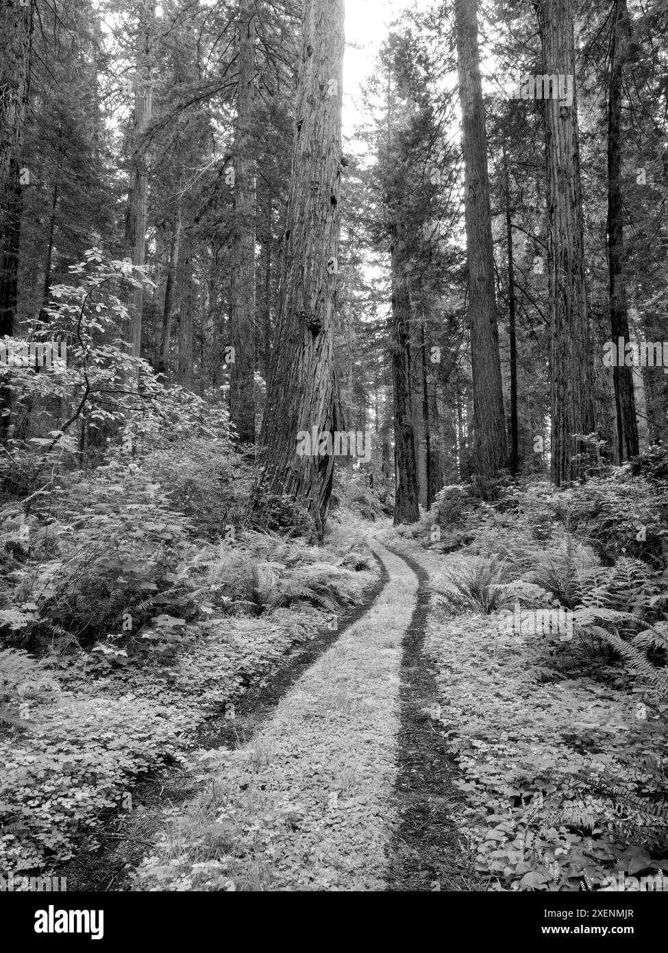 California, del Norte Coast Redwoods State Park, damnation Creek Trail ...