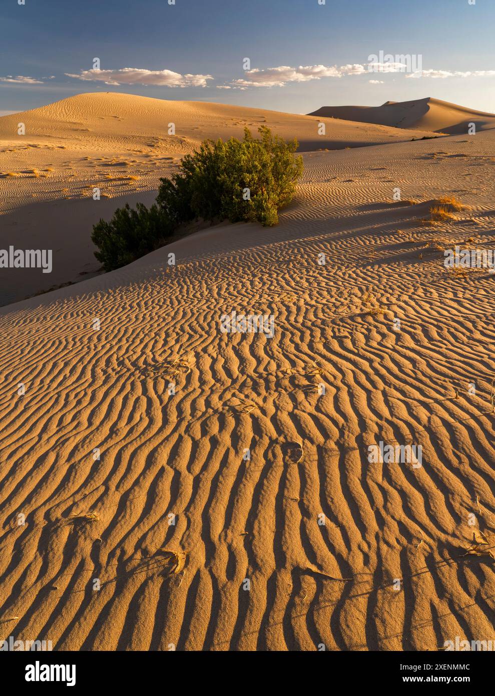 USA, California. Mojave Trails National Monument, Cadiz Dunes Stock ...