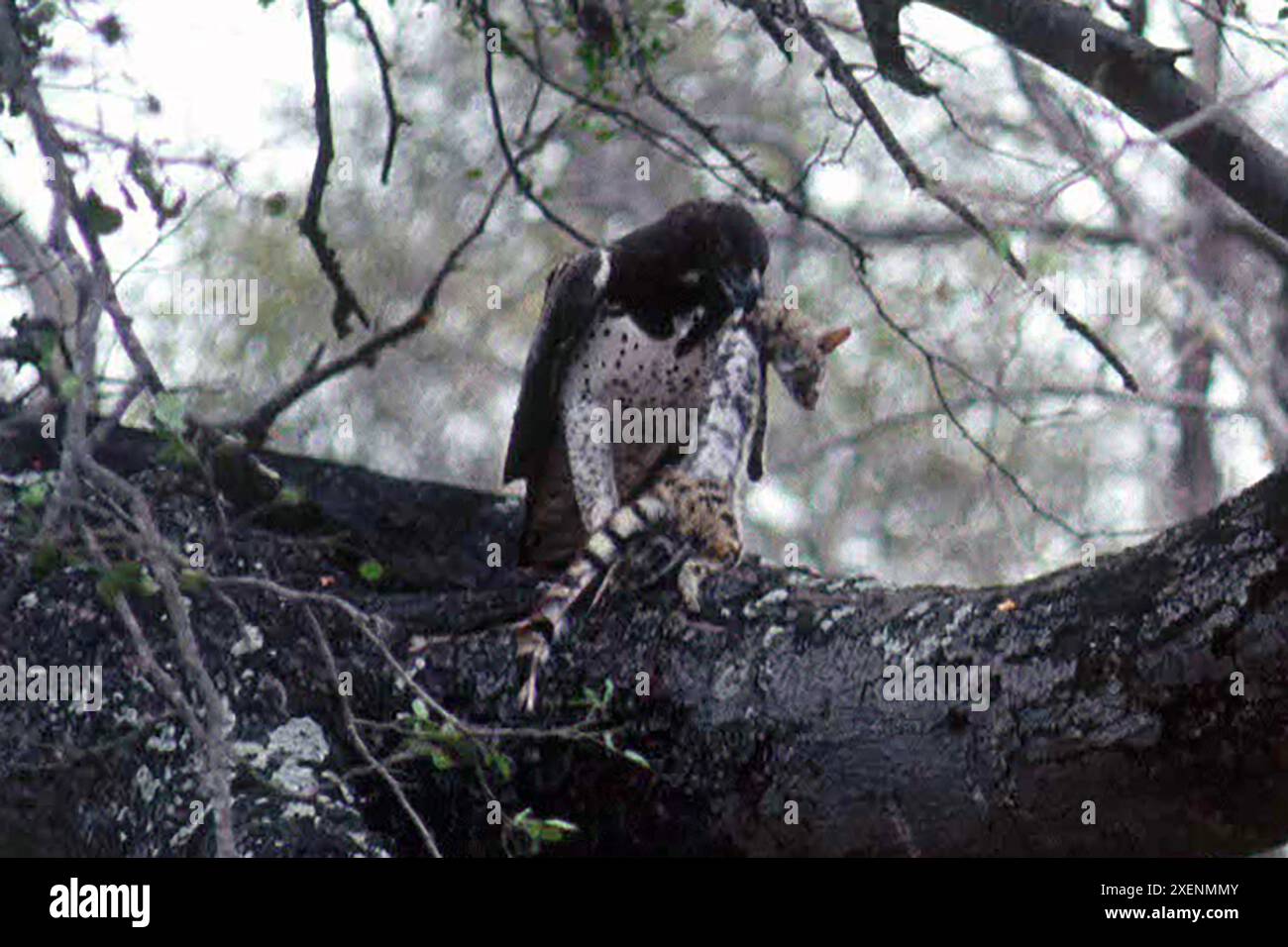 Martial Eagle, Polemaetus bellicosus, classified as Endangered, with ...