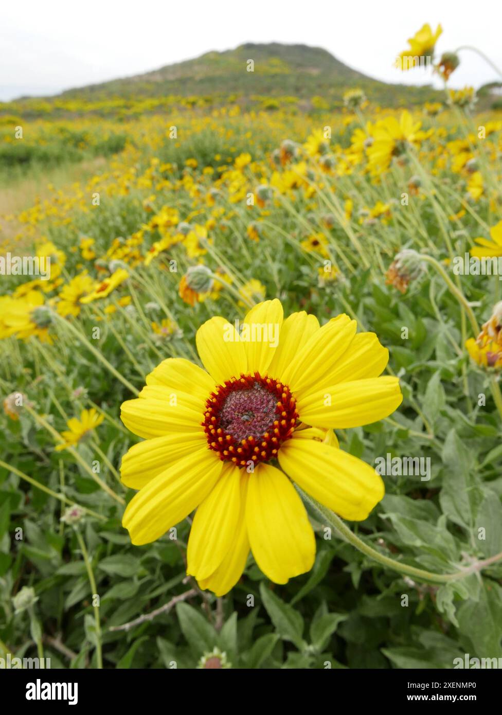 Giant coreopsis (Coreopsis gigantea), also known as Dr. Seuss plant ...