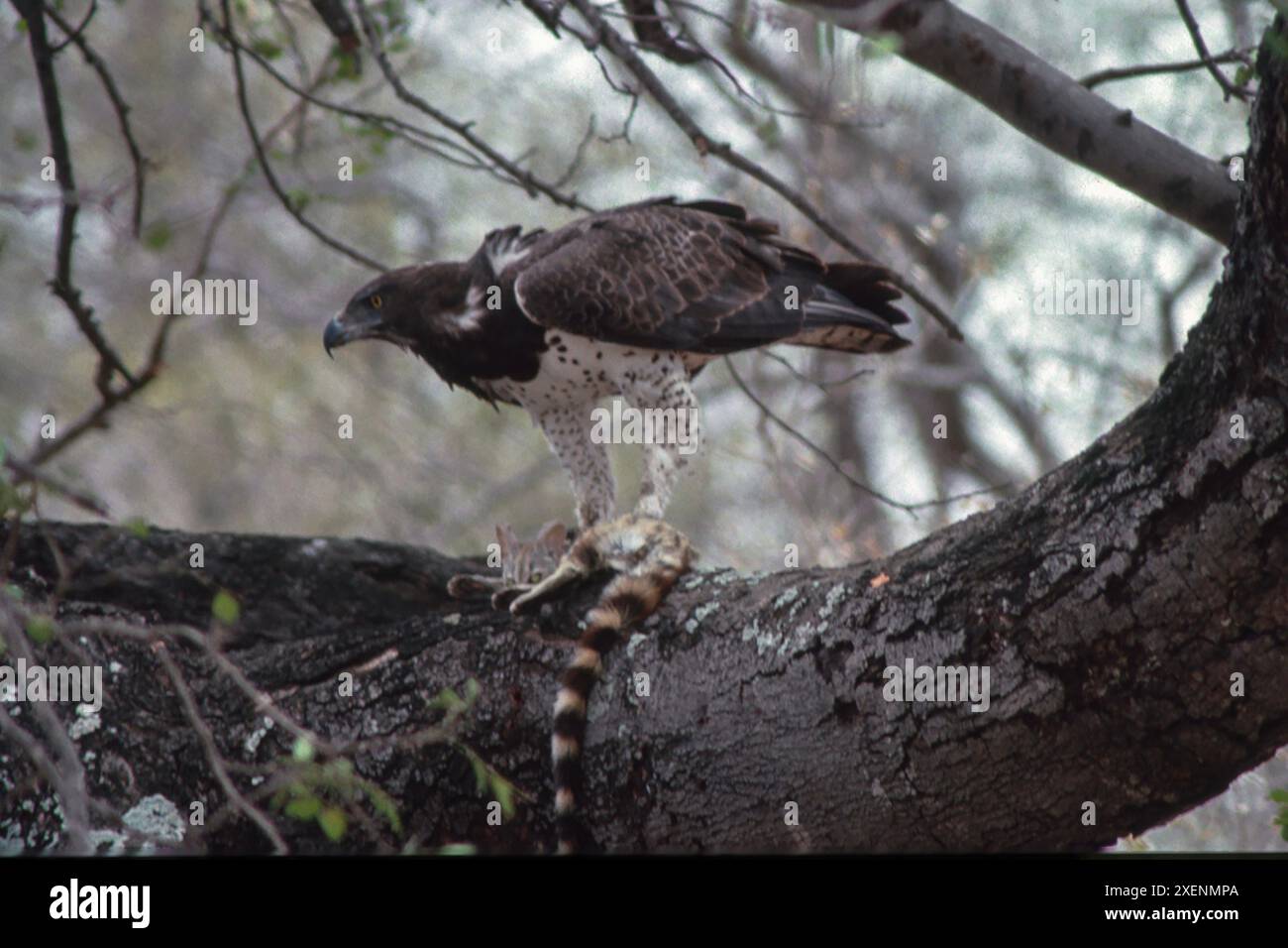 Martial Eagle, Polemaetus bellicosus, classified as Endangered, with ...
