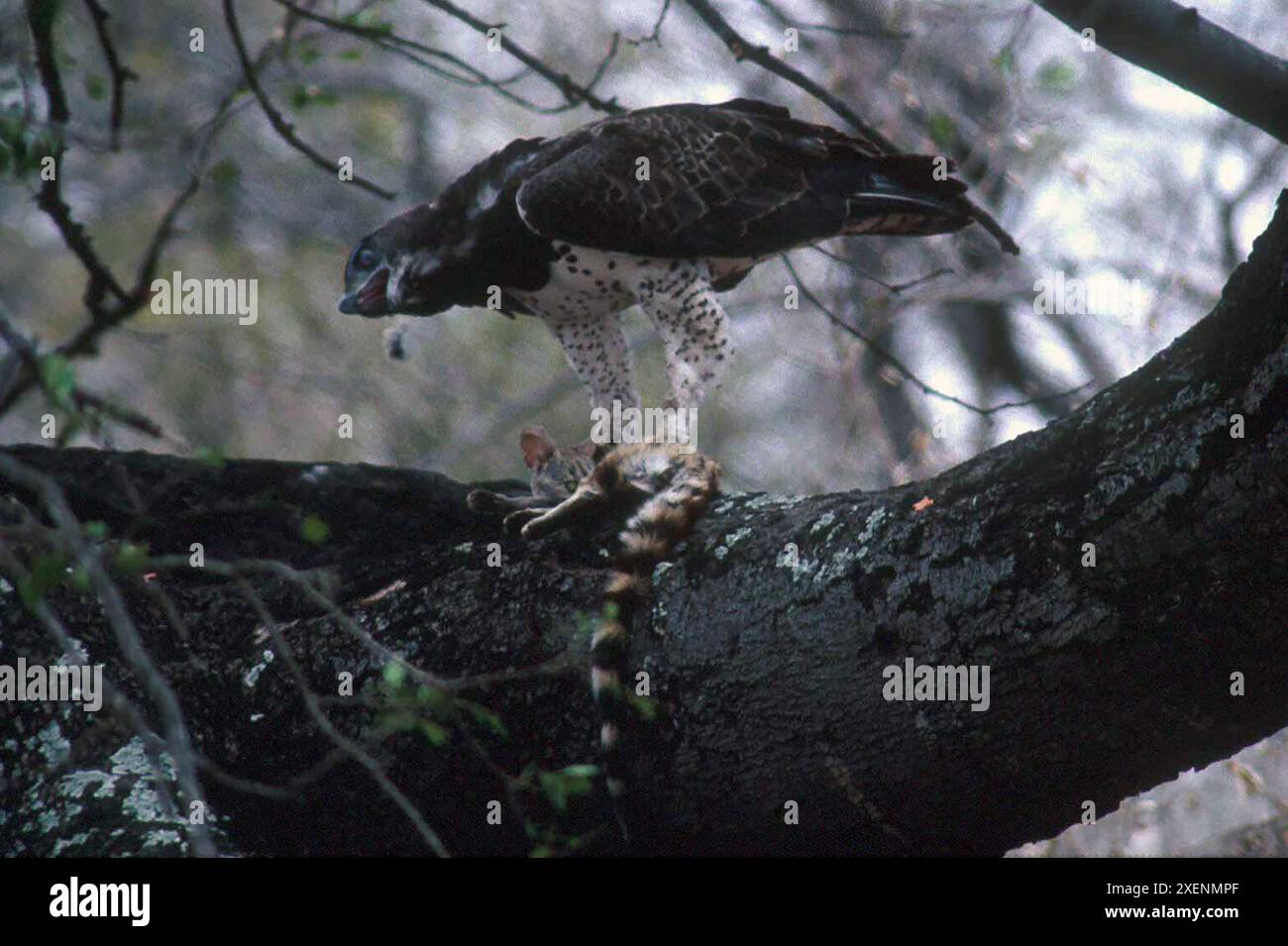 Martial Eagle, Polemaetus bellicosus, classified as Endangered, with ...