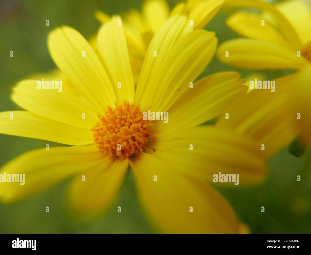 Giant coreopsis (Coreopsis gigantea), also known as Dr. Seuss plant ...