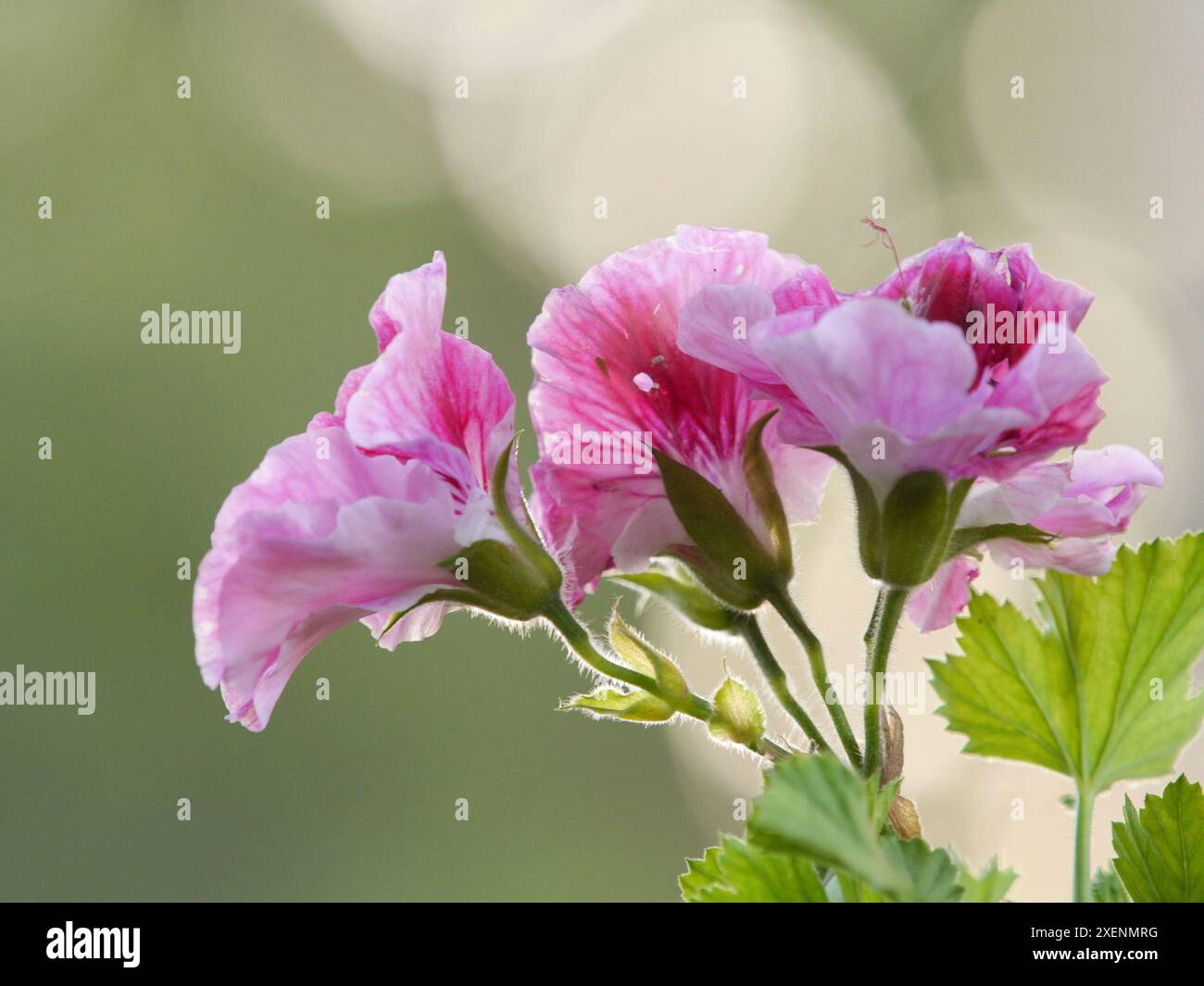 Rob sheppard hi-res stock photography and images - Alamy