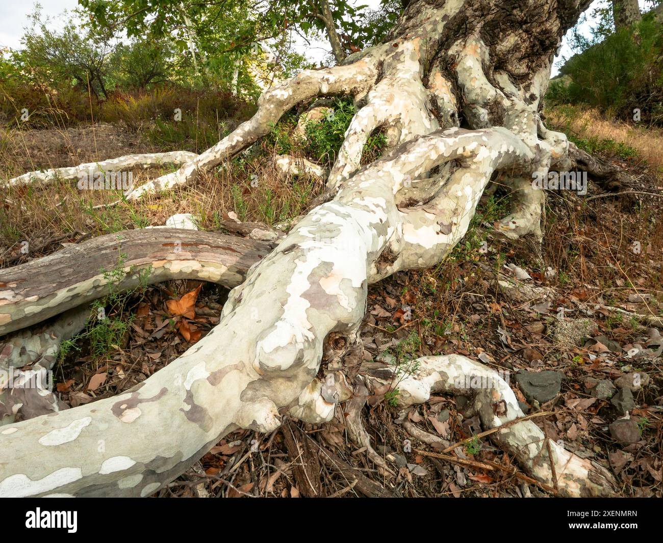 Sycamore roots, Santa Monica National Recreation Area Stock Photo - Alamy