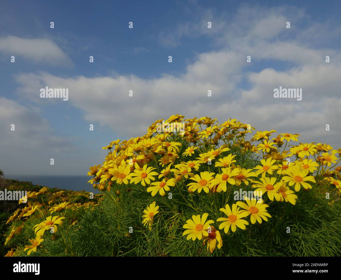 Giant coreopsis (Coreopsis gigantea), also known as Dr. Seuss plant ...