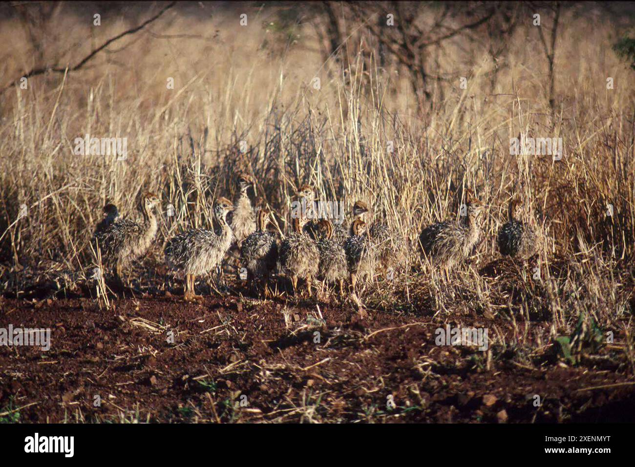 Common Ostrich, Struthio camelus, chicks camouflaged in grass, Kruger ...
