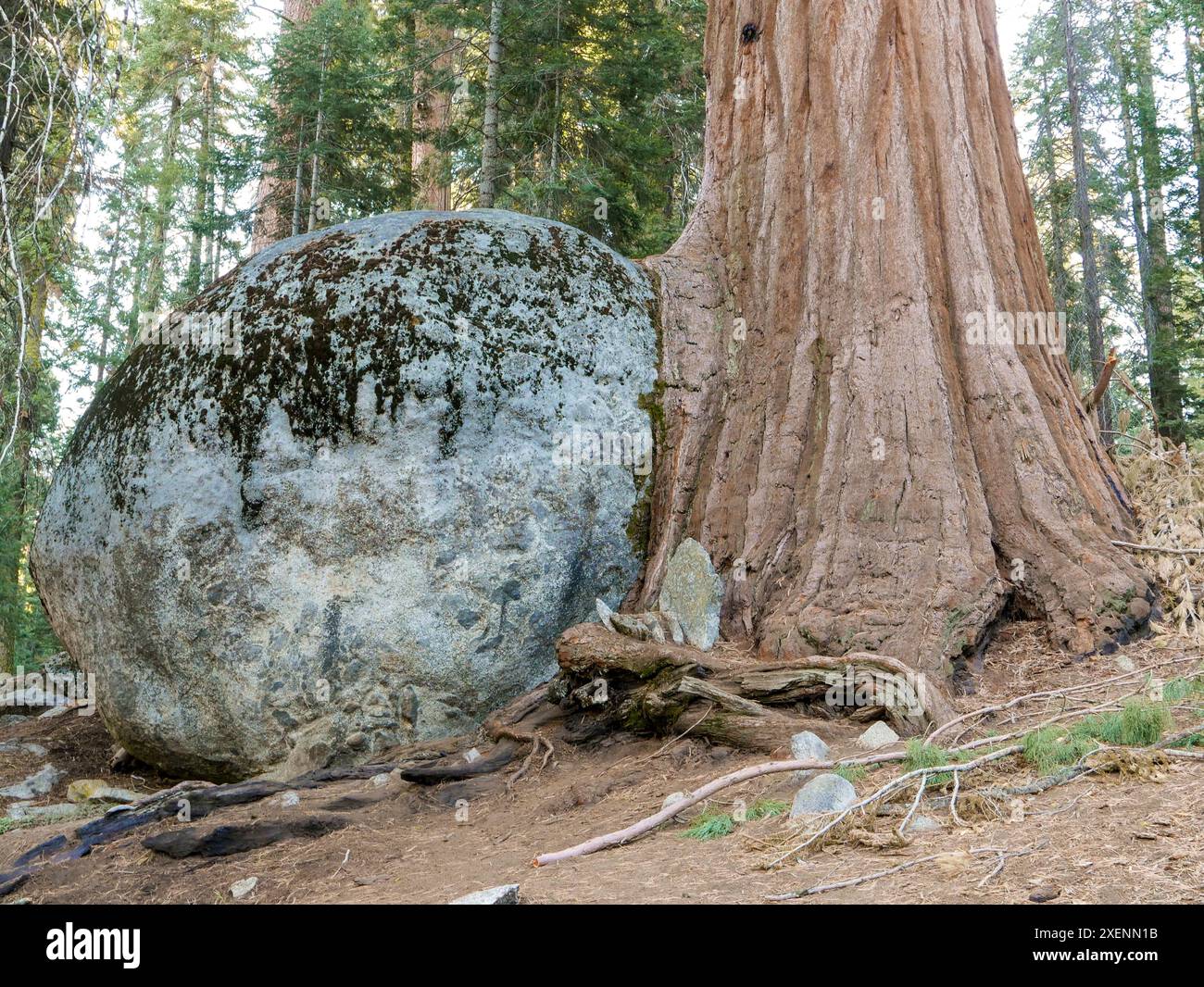 Giant sequoia growing against and over big boulder, Sequoia National ...