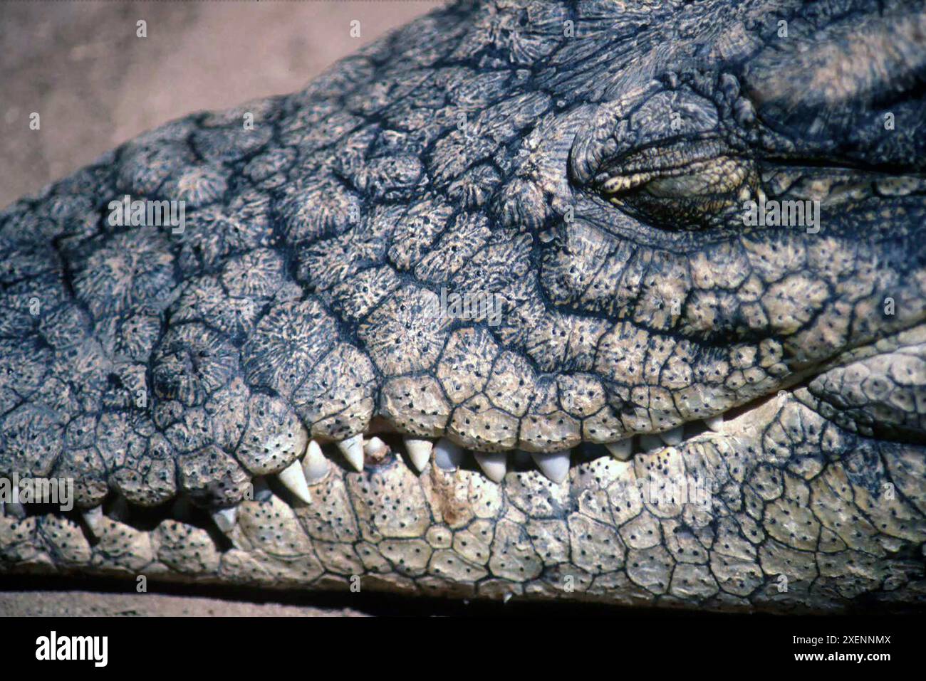 Nile Crocodile, Crocodylus niloticus, teeth and jaws, Crocodile Farm ...