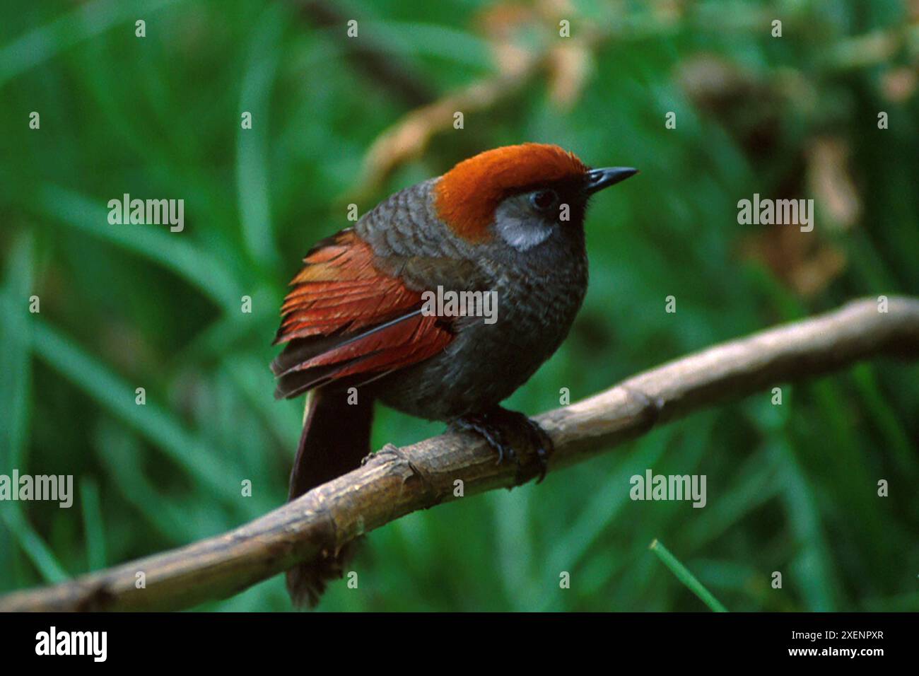 Red-tailed Laughing Thrush, Garrulax milnei, World of Birds, Hout Bay ...
