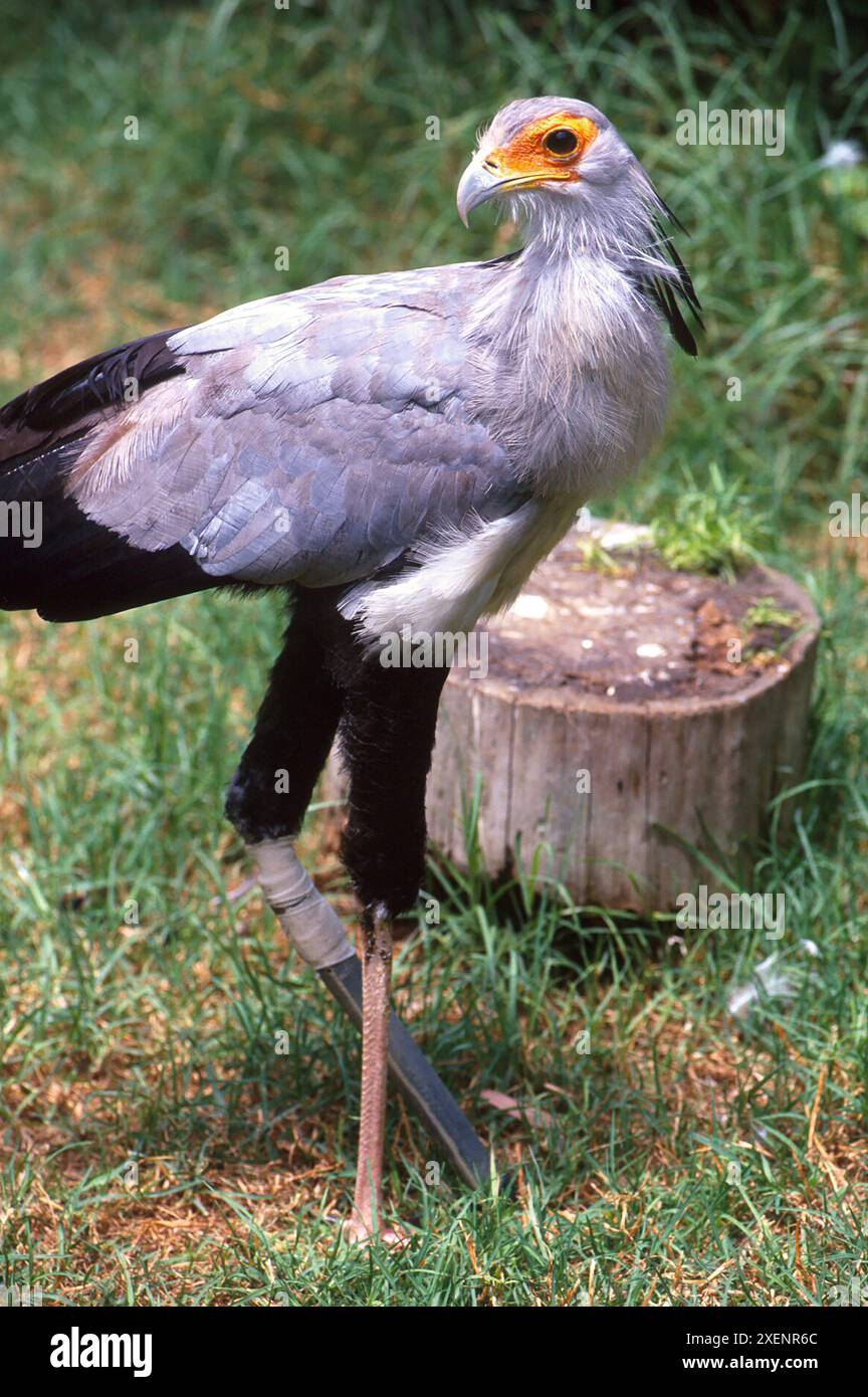 Secretary Bird, Sagittarius serpentarius, classified as Endangered ...