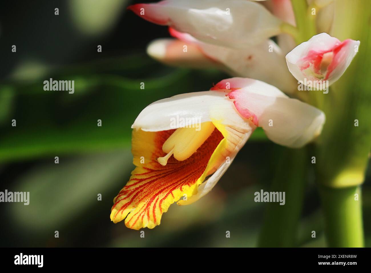 close up view of beautiful badi elaichi or black cardamom flowers ...