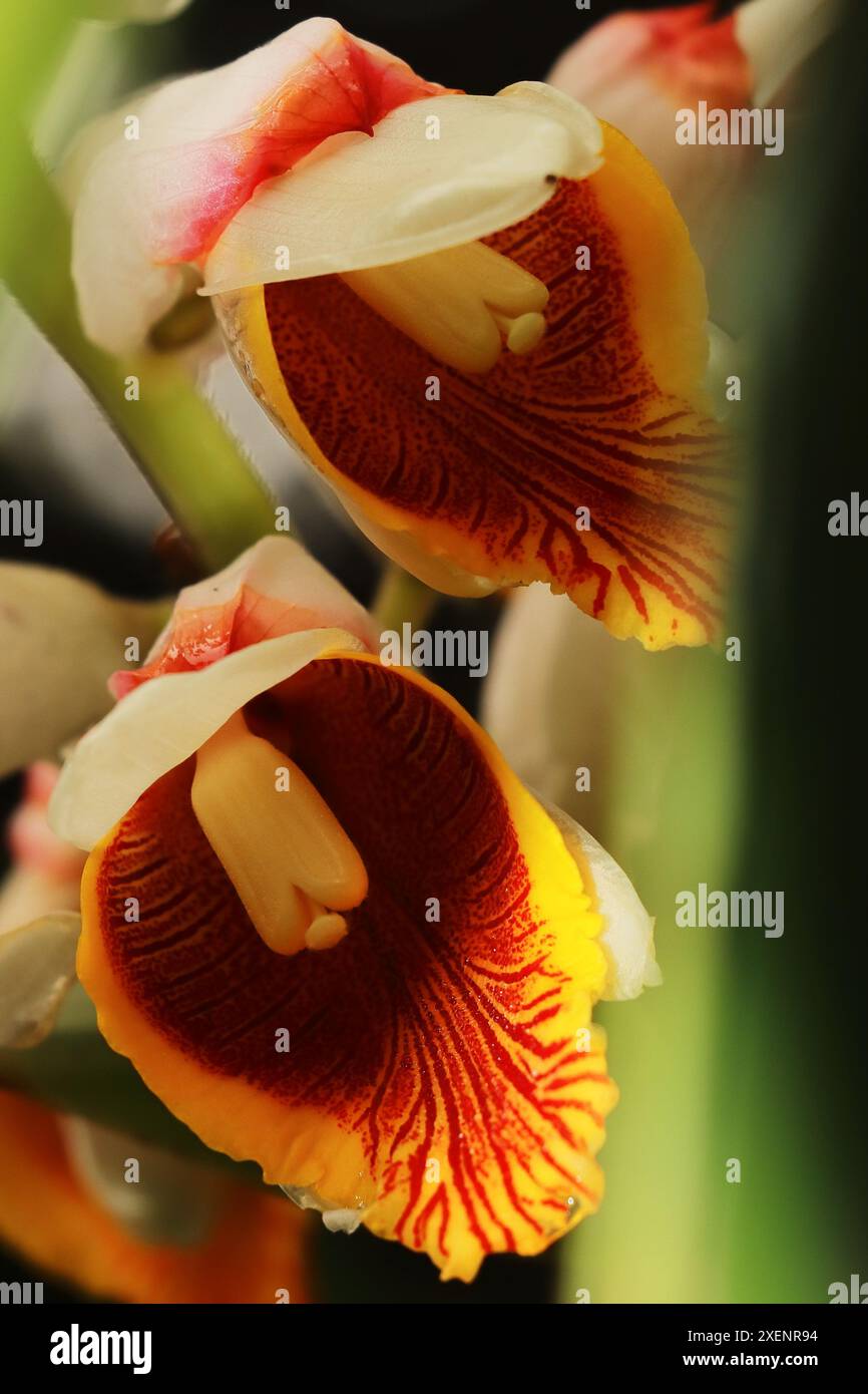 close up view of beautiful badi elaichi or black cardamom flowers ...