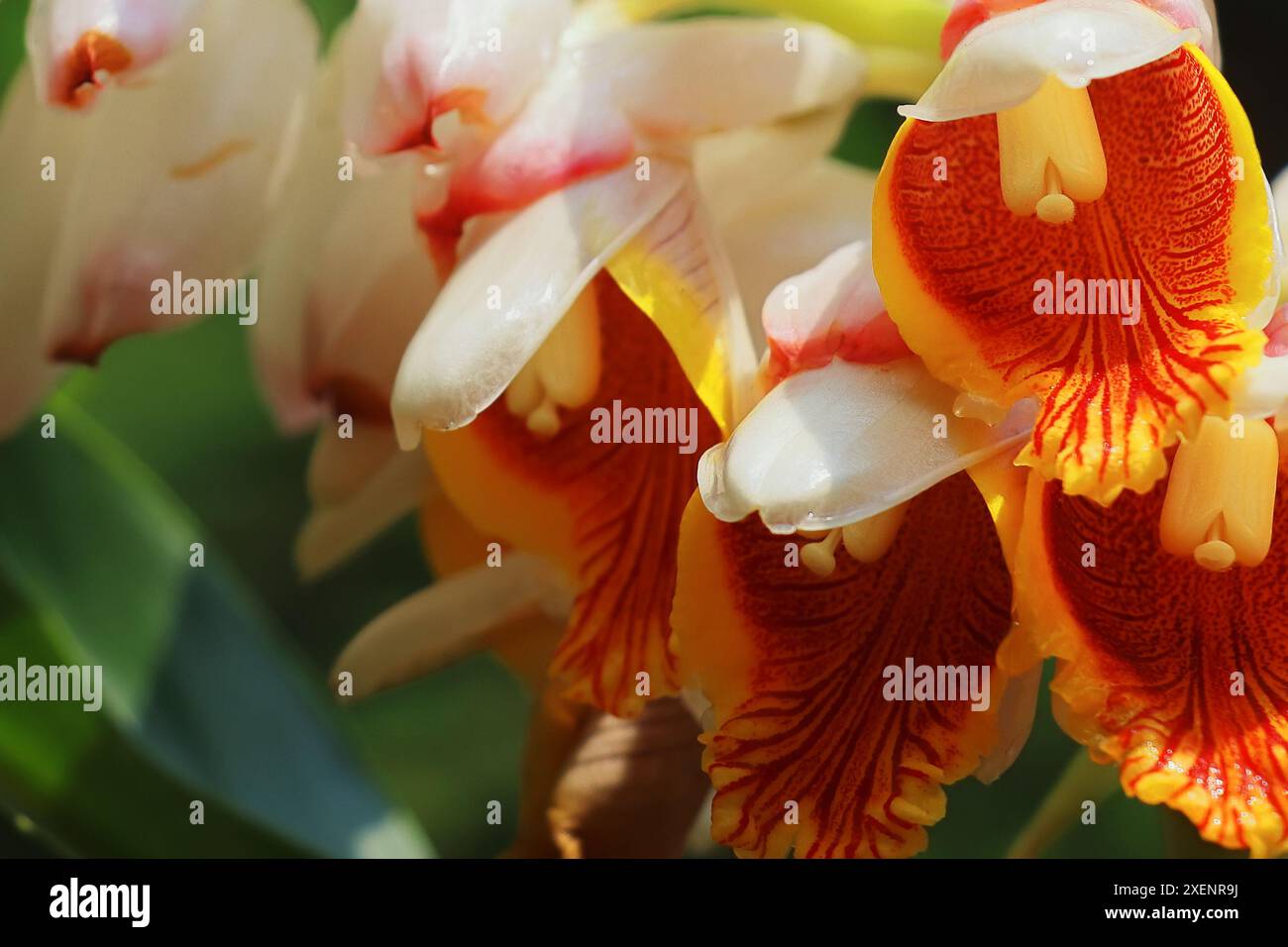 close up view of beautiful badi elaichi or black cardamom flowers ...