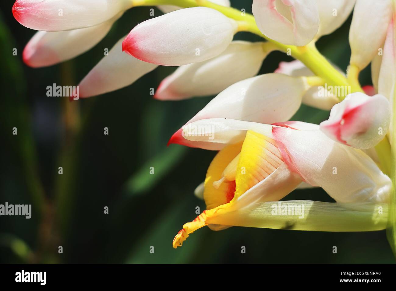 Elaichi flower hi-res stock photography and images - Alamy