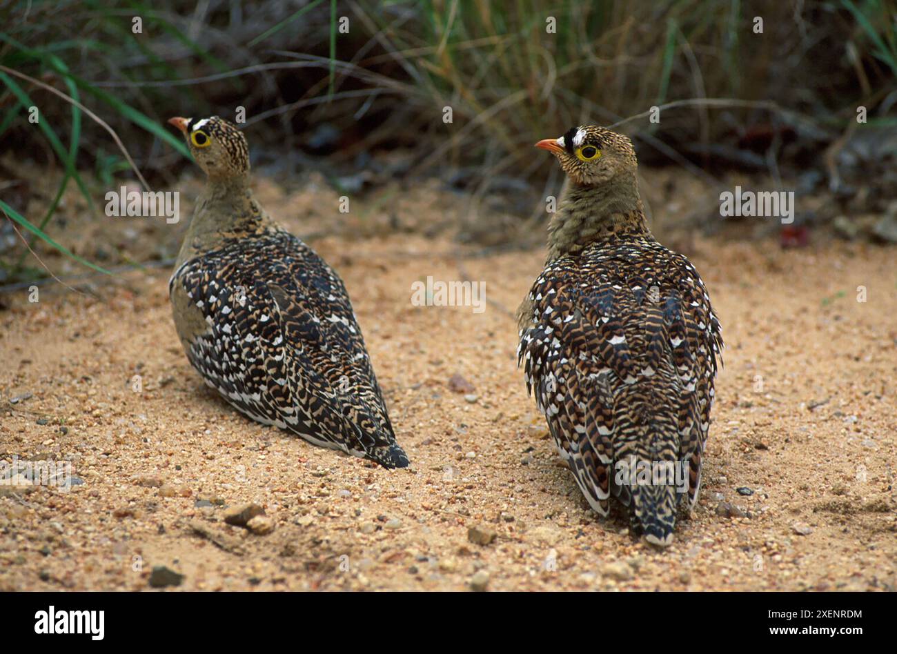Pair of Double-banded Sandgrouse, Pterocles bicinctus, Kruger National ...
