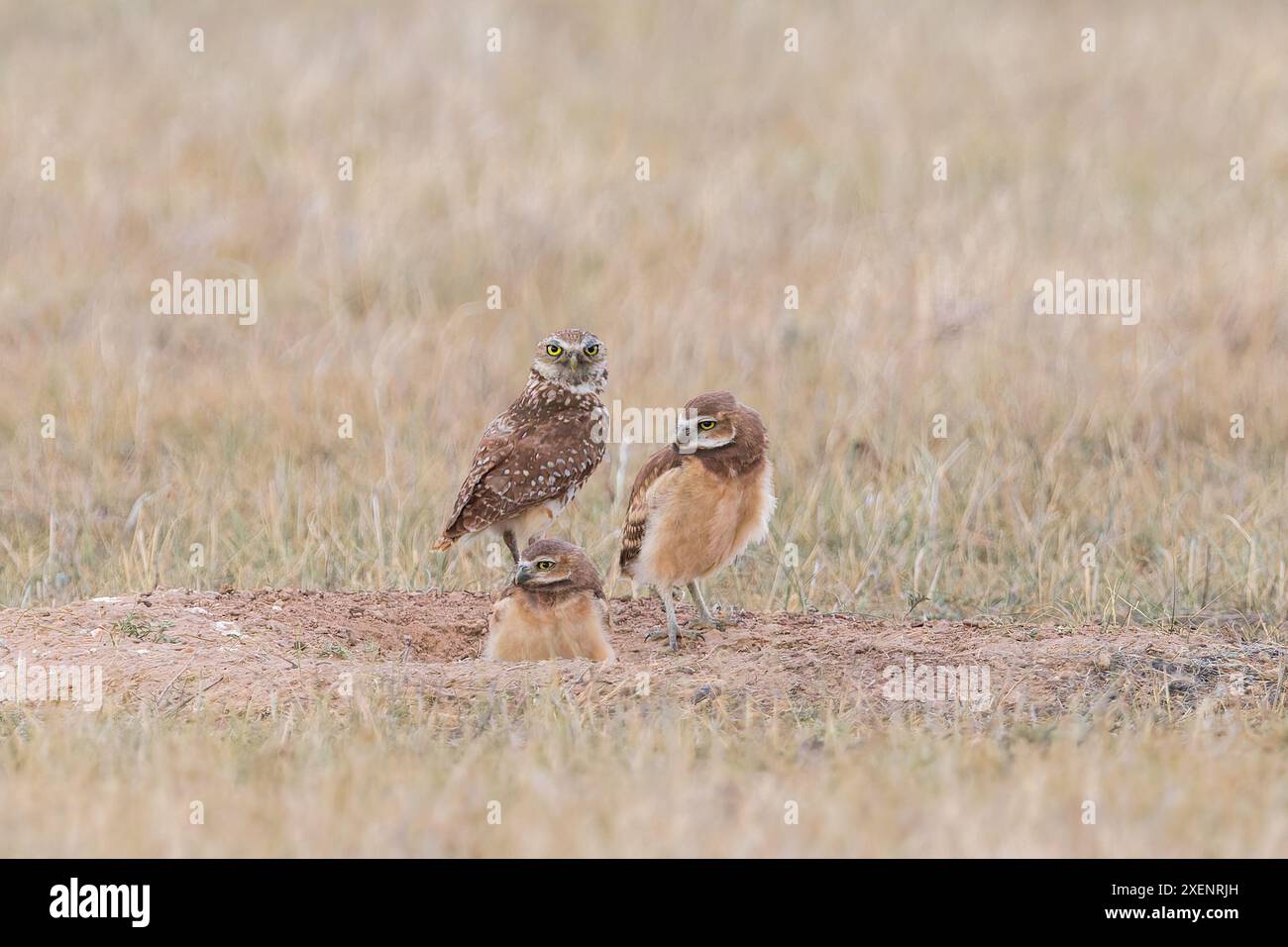 Burrowing Owls make their home at a prairie dog hole Stock Photo - Alamy