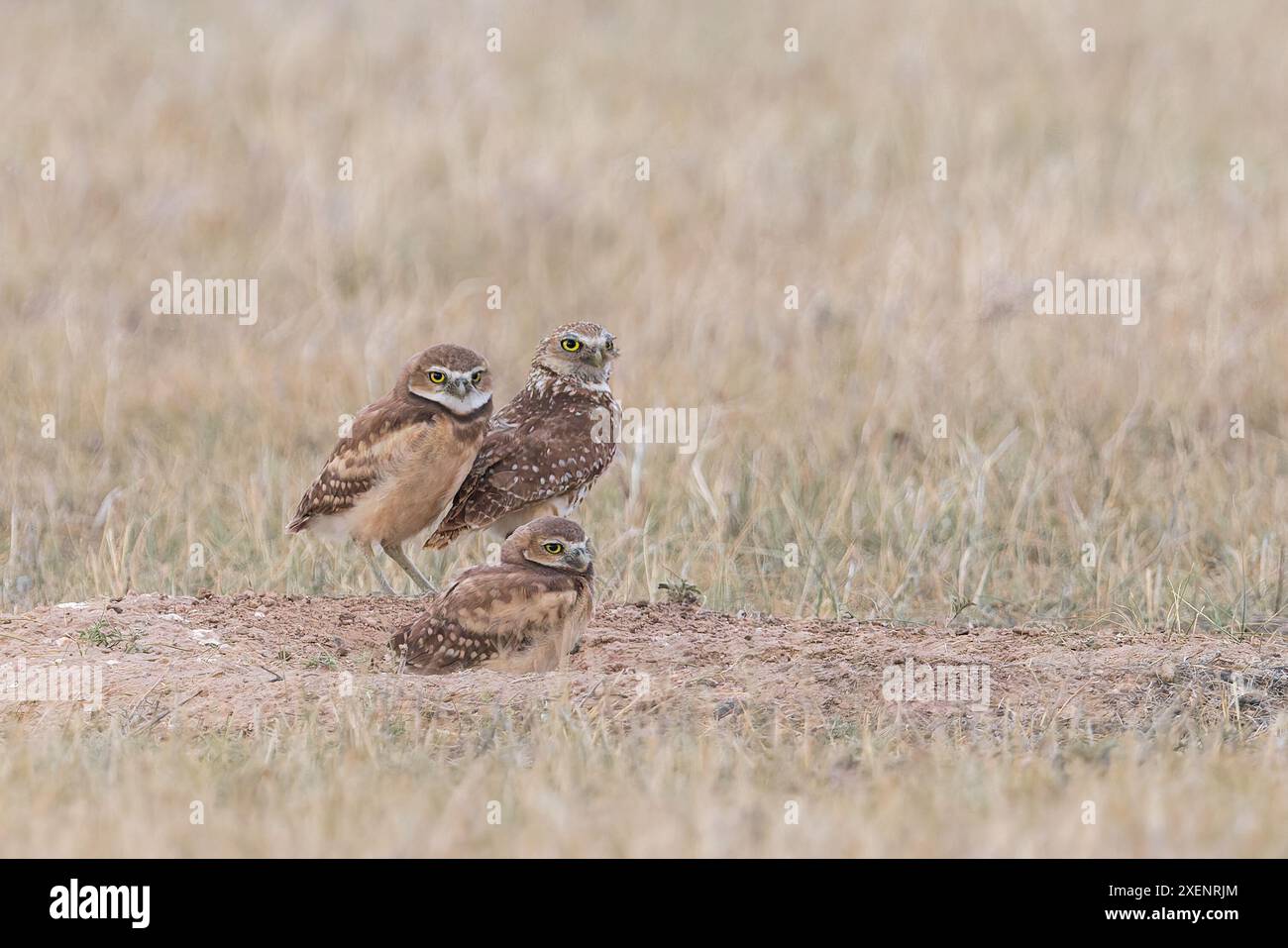 Burrowing Owls make their home at a prairie dog hole Stock Photo - Alamy