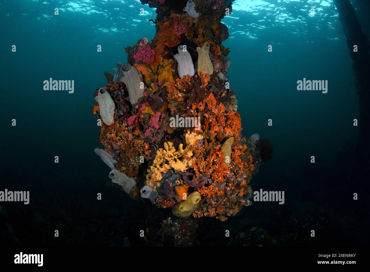 Pilings under the Edithburgh Jetty, South Australia Stock Photo - Alamy