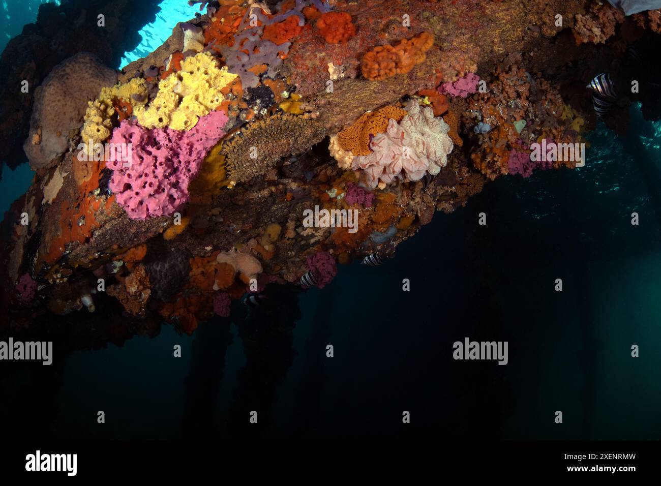 Pilings under the Edithburgh Jetty, South Australia Stock Photo - Alamy