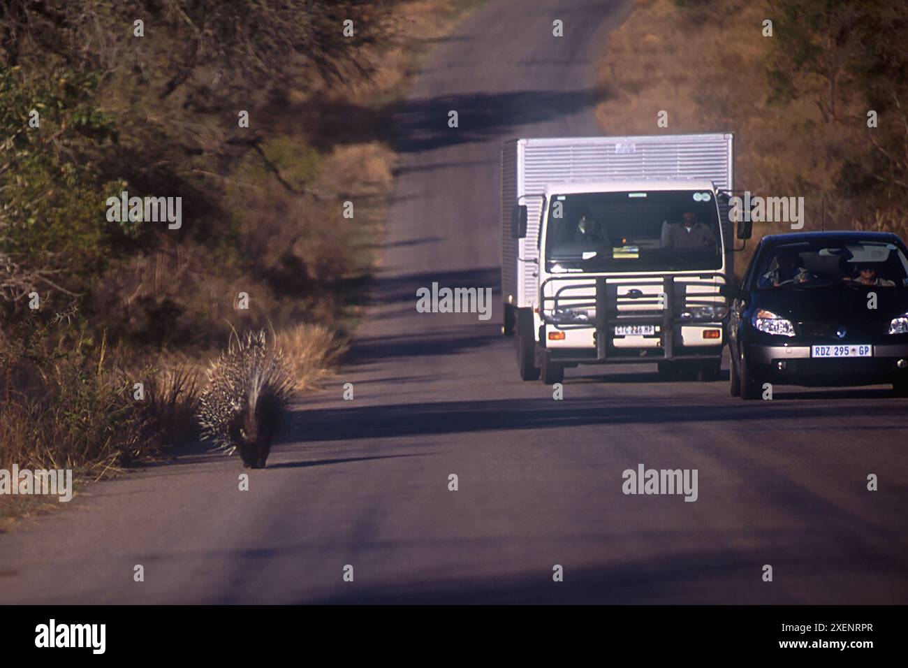 Cape Porcupine, Hystrix africaeaustralis, walking down road with cars ...