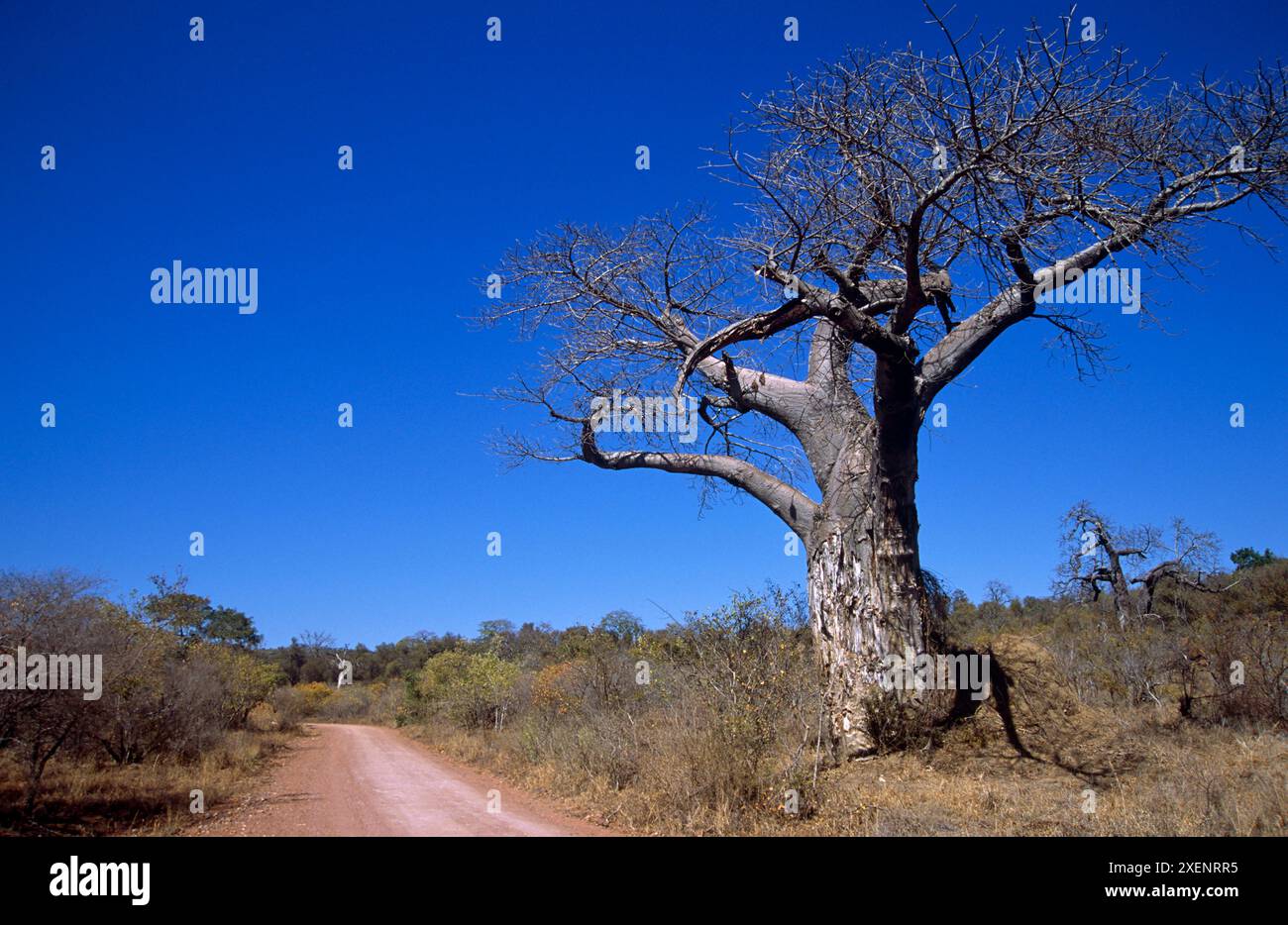 Baobob Tree, Adansonia digitata, by road, Kruger National Park ...
