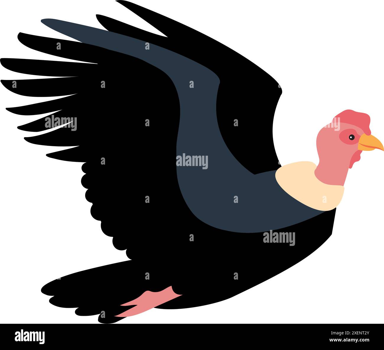 flying andean condor bird Stock Vector Image & Art - Alamy