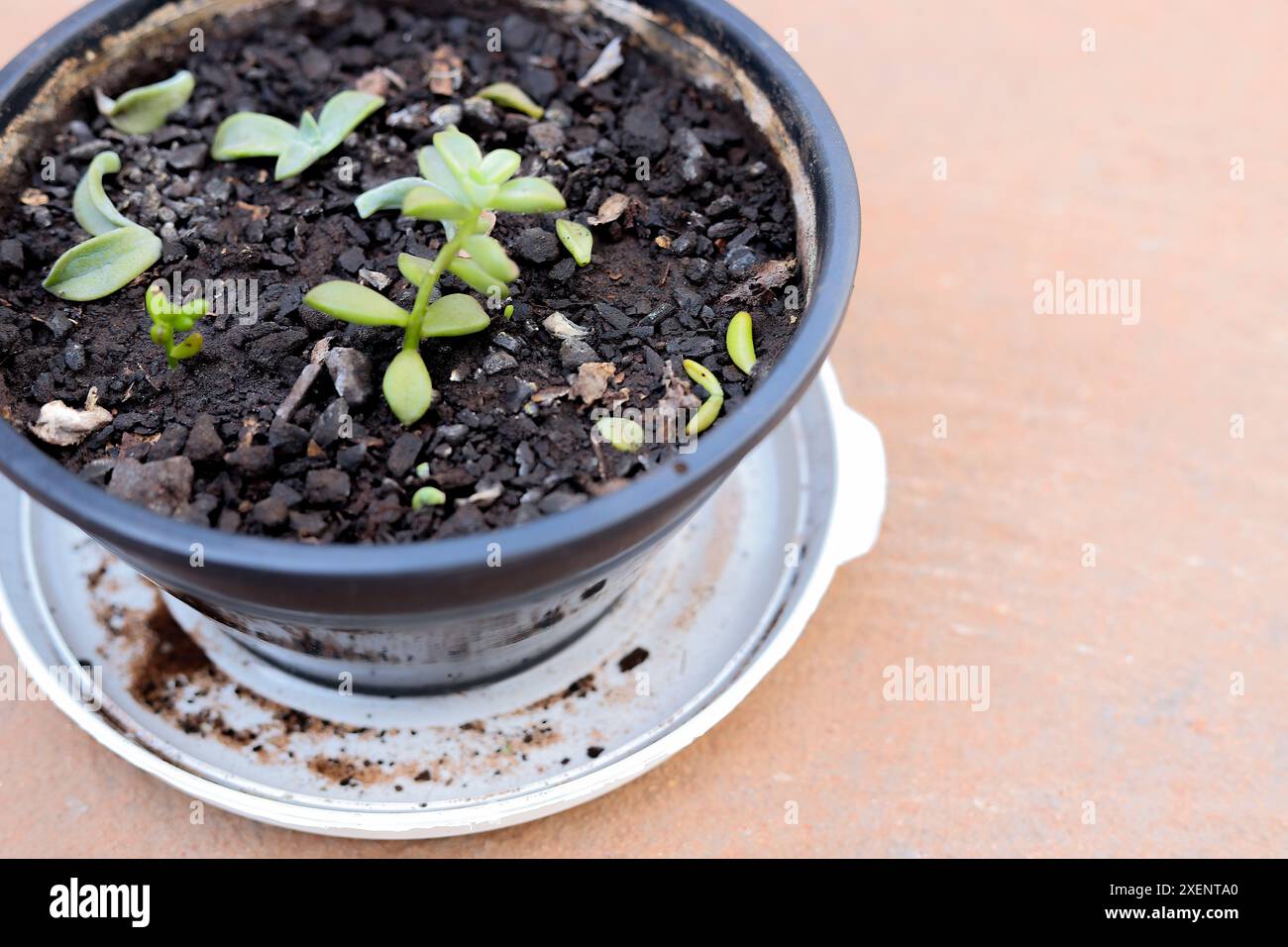 Luque, Paraguay. 28th June, 2024. Abandoned plant pot with accumulated ...