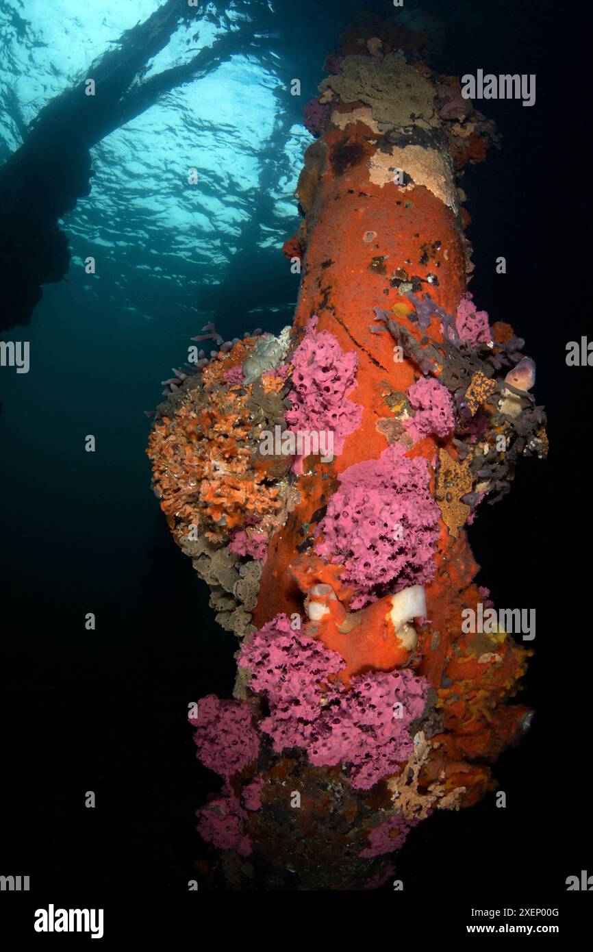 Pilings under the Edithburgh Jetty, South Australia Stock Photo - Alamy