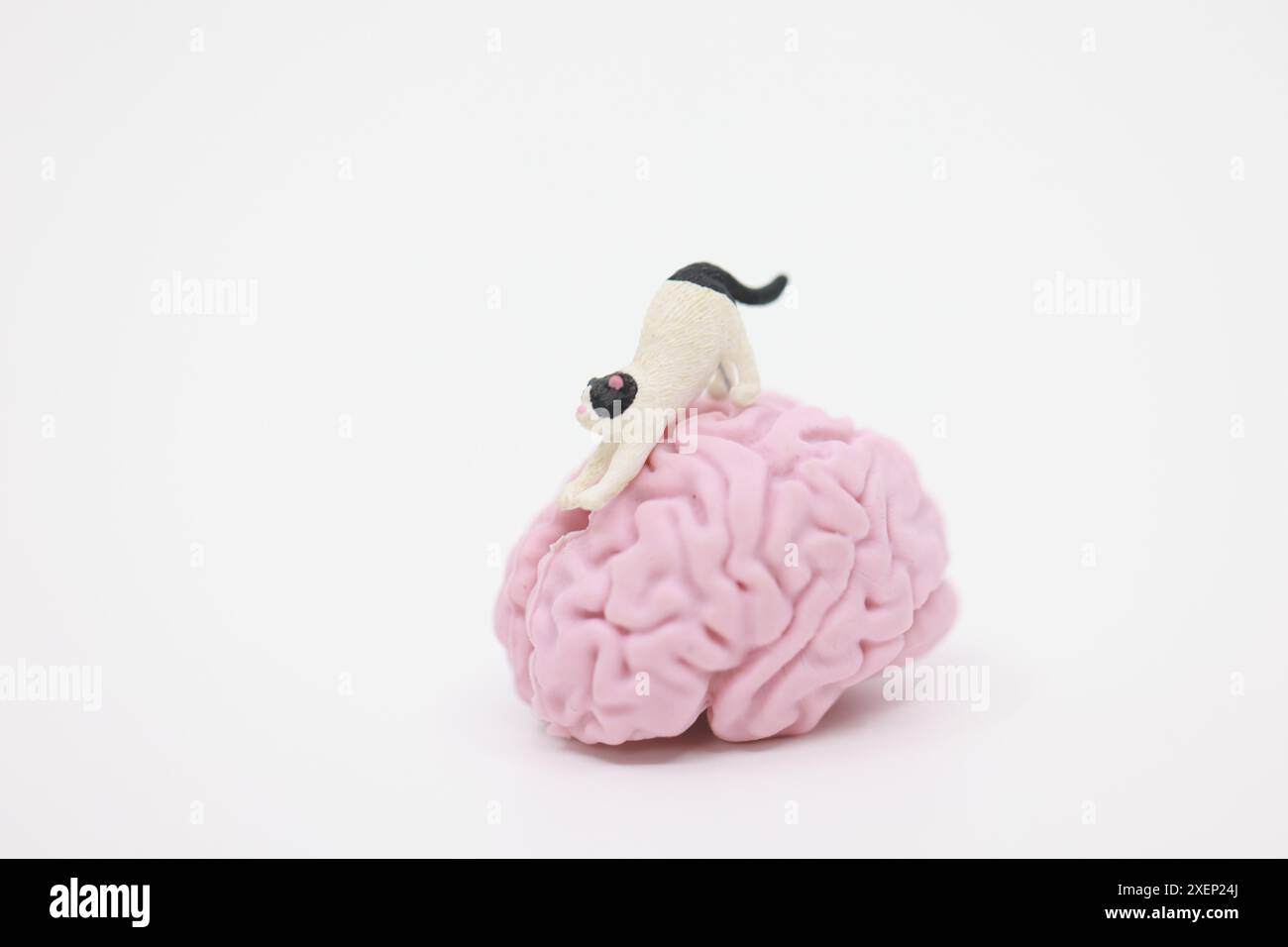 Cat brain anatomy hi-res stock photography and images - Alamy