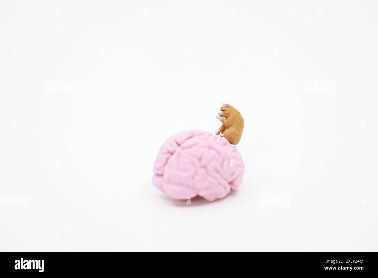 Cat brain anatomy hi-res stock photography and images - Alamy