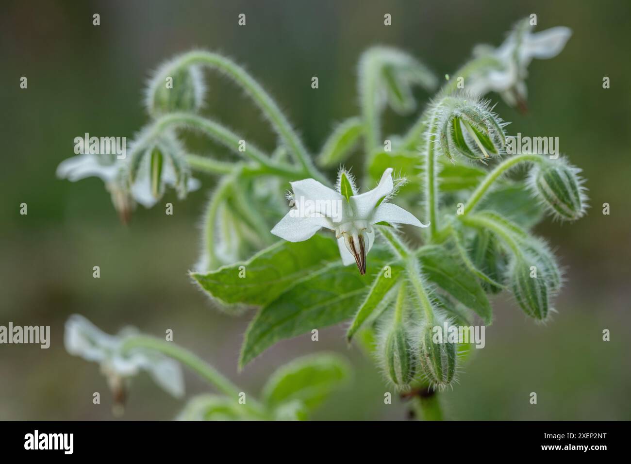 White starflower hi-res stock photography and images - Alamy