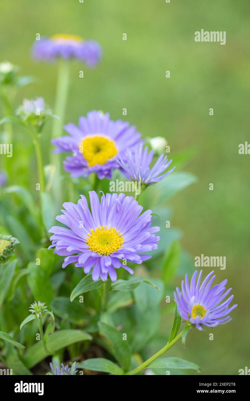 Blossom of alpine aster hi-res stock photography and images - Alamy