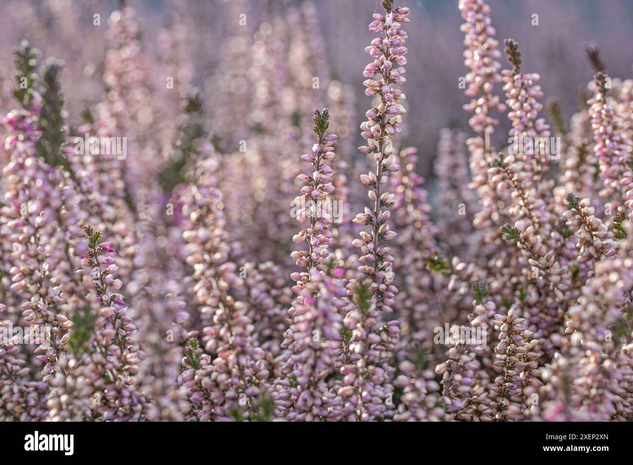 Erica bush hi-res stock photography and images - Alamy