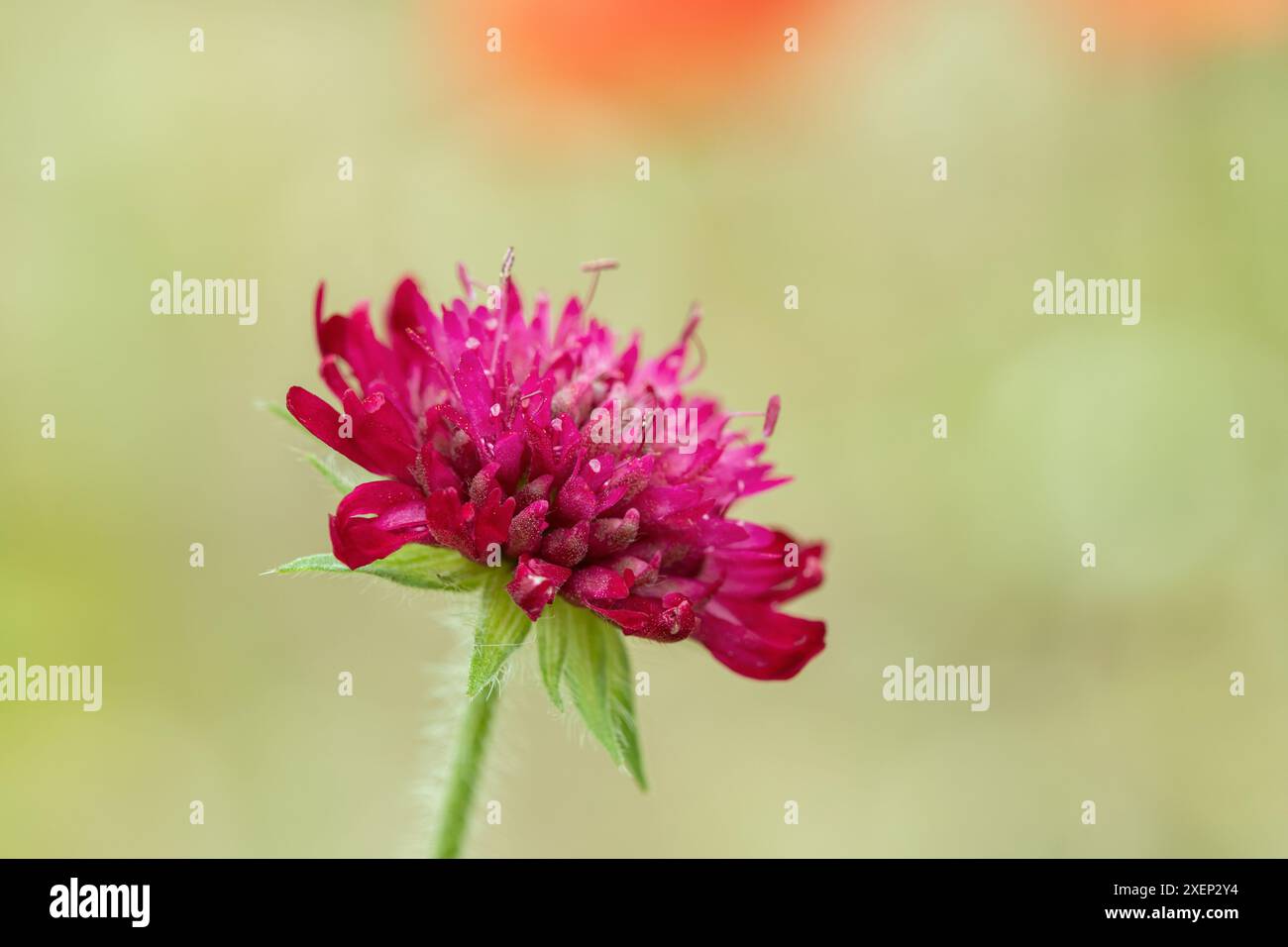 Knautia macedonia flower hi-res stock photography and images - Alamy