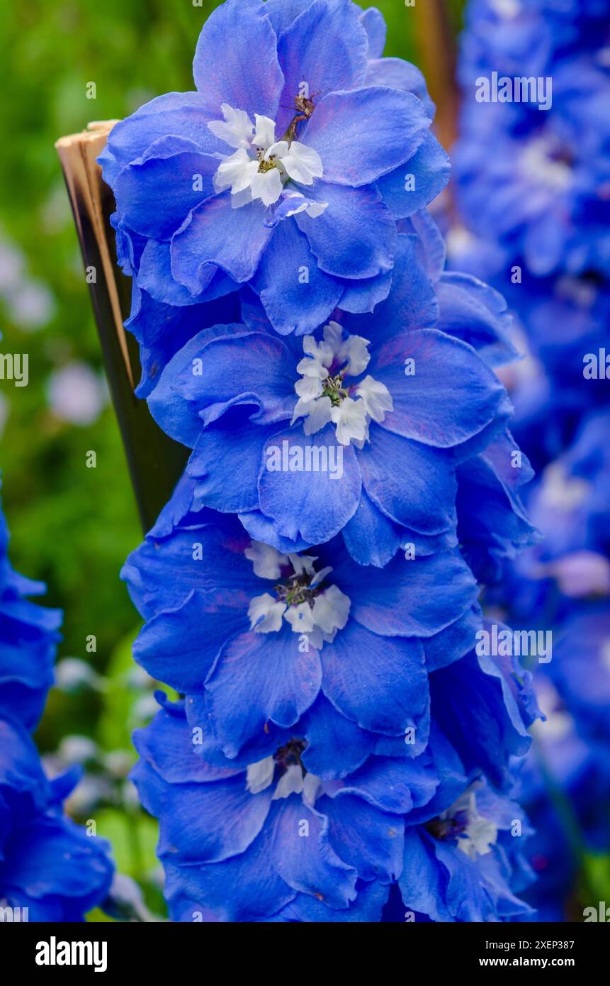 Delphinium perennial flowers hi-res stock photography and images - Alamy
