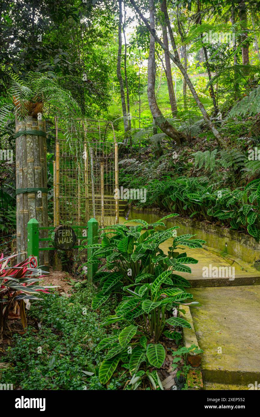 The Fern Walk at Penang Hill, Penang, Malaysia Stock Photo - Alamy