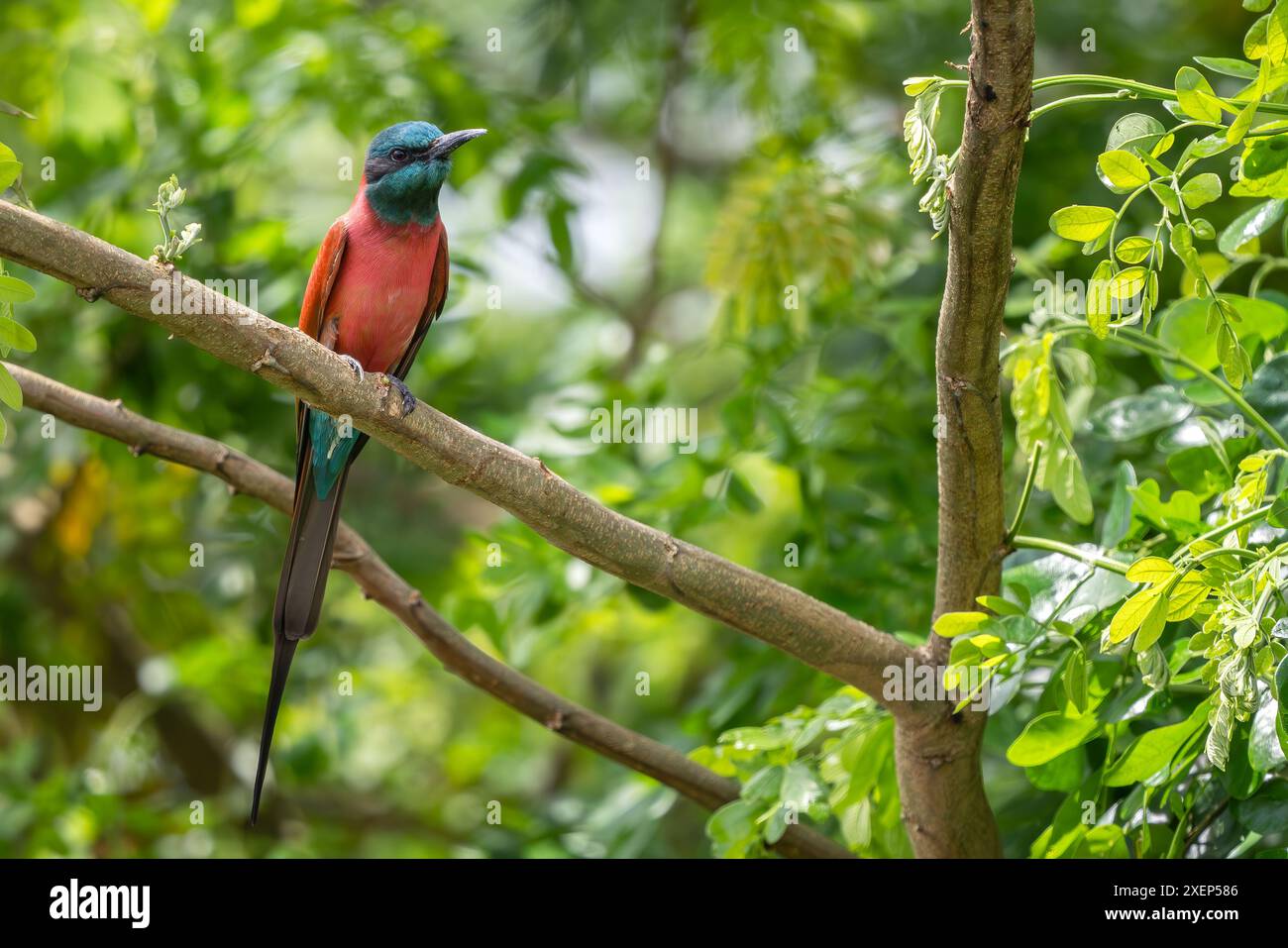 Carmine Bee-eater - Merops nubicus, beautiful colored bird from North ...