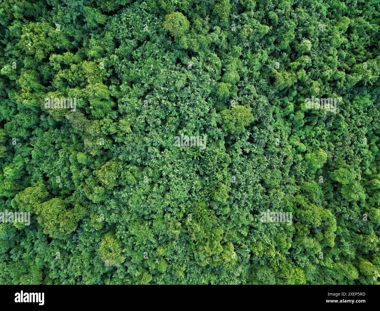 aerial view of treetops in dense jungle (tropical island canopy in ...