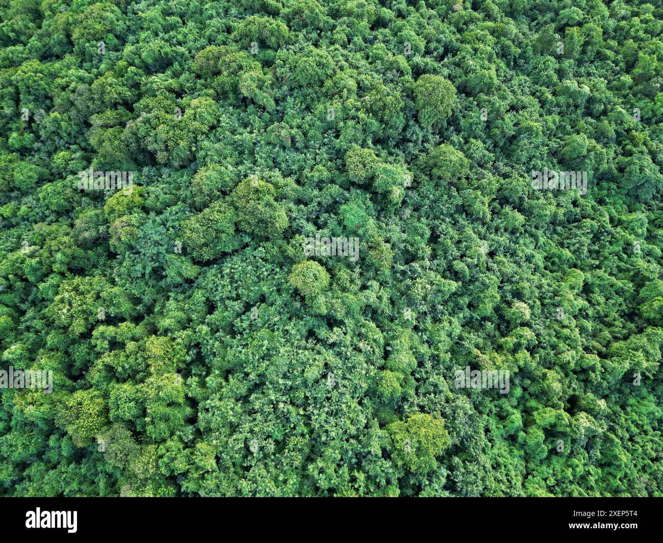 aerial view of treetops in dense jungle (tropical island canopy in ...